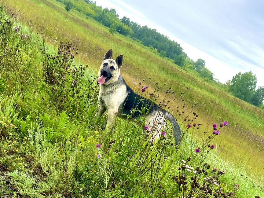 Восточно европейская овчарка вязка