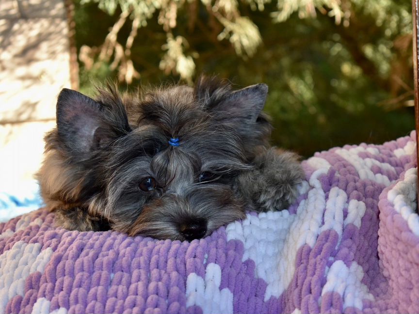 Девочка йорк мерле стандарт