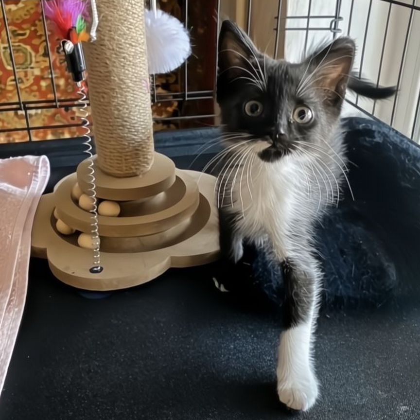 Котёнок в добрые руки