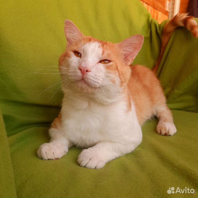 Эмиль в добрые руки