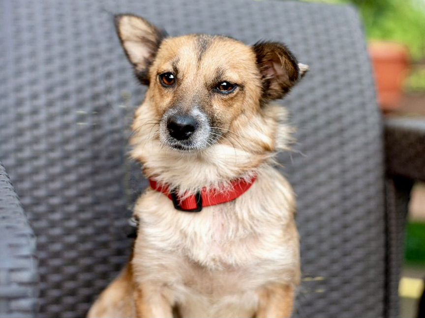 Маленькая собака в добрые руки бесплатно