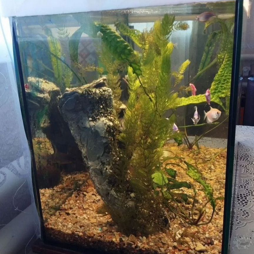 Аквариум со всем содержимым