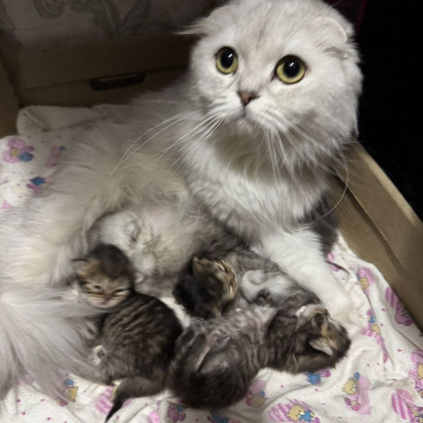 Шотландские котята, чистая порода