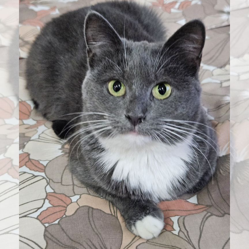 Британская короткошёрстная, взрослая кошка