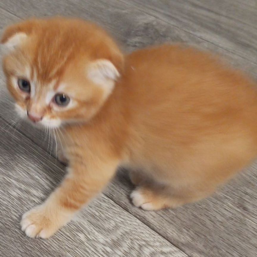 Шотландские вислоухие котята шиншилла