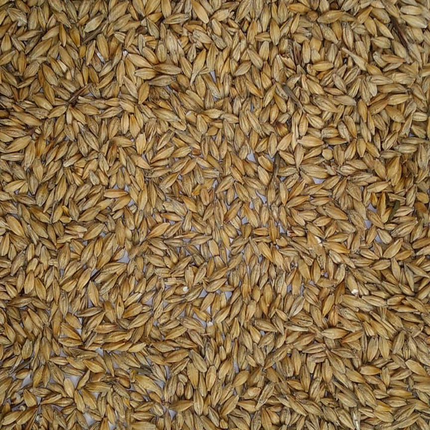 Продам сухое, подработанное зерно пшеницы, ячменя