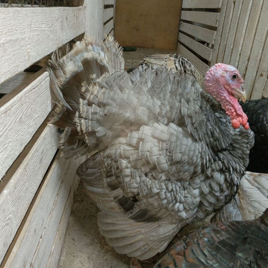 Индюк Аспидный