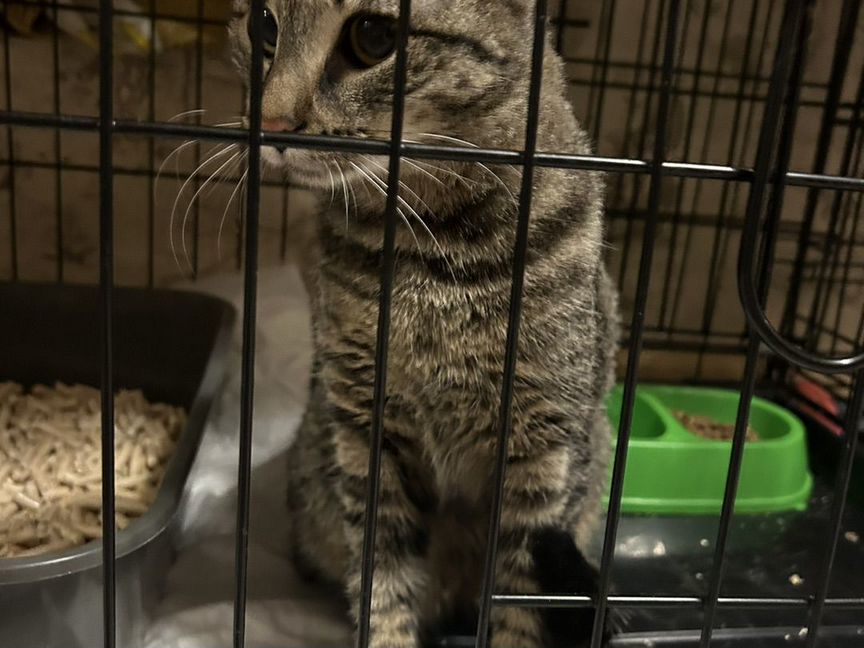 Кошка ждет семью
