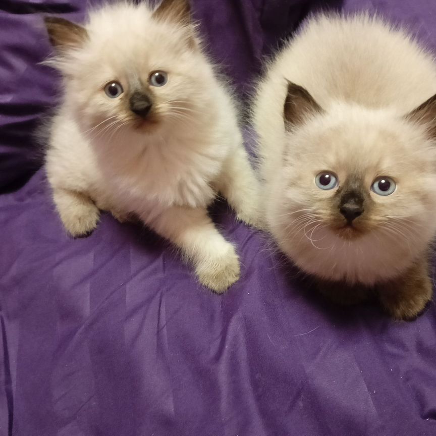 Невские маскарадные котята