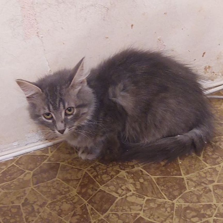 Дымчатый котенок длинношерсткий Бесплатно