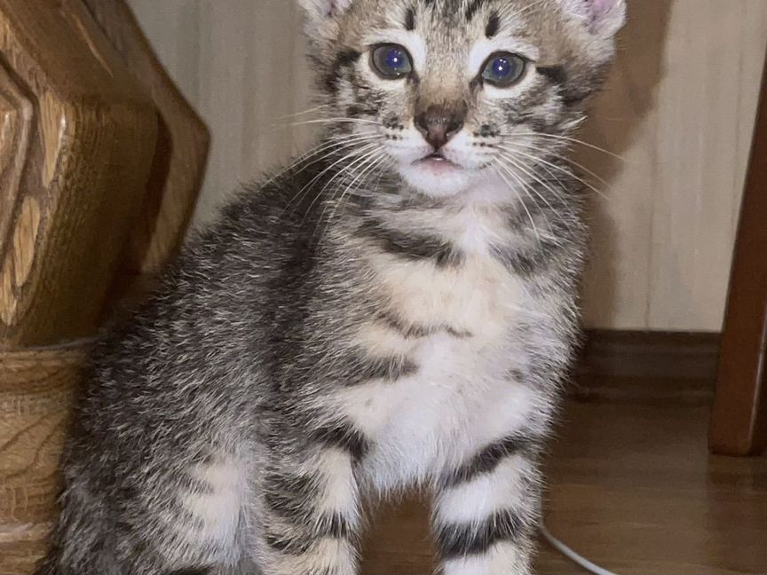 Котенок тигренок