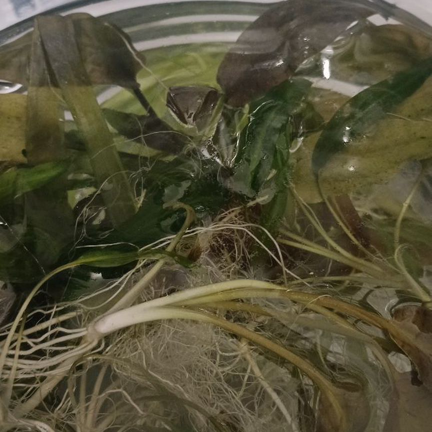 Растение в аквариумное. бронь