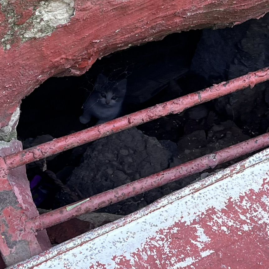 Котенок в добрые руки