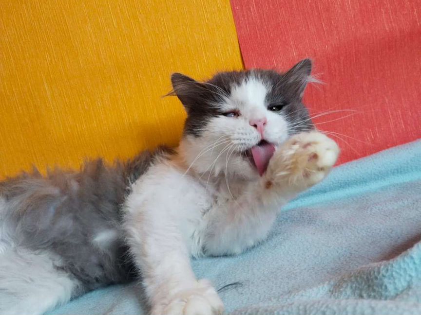 Котик Пират