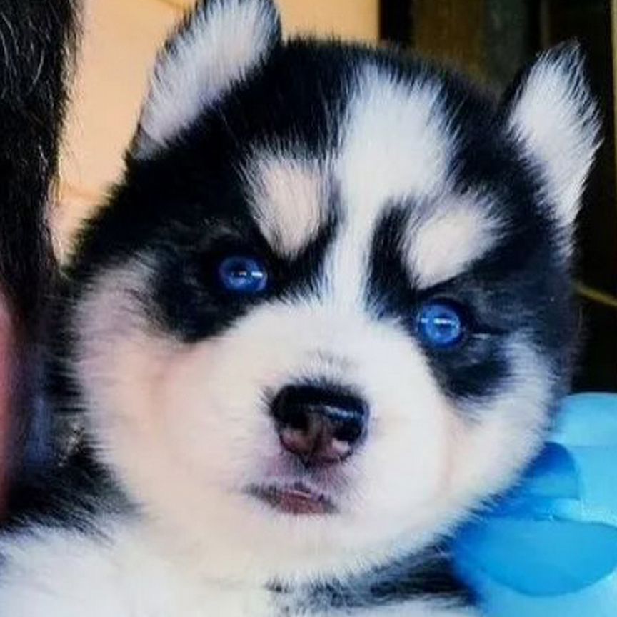 Замечательные малыши хасятки