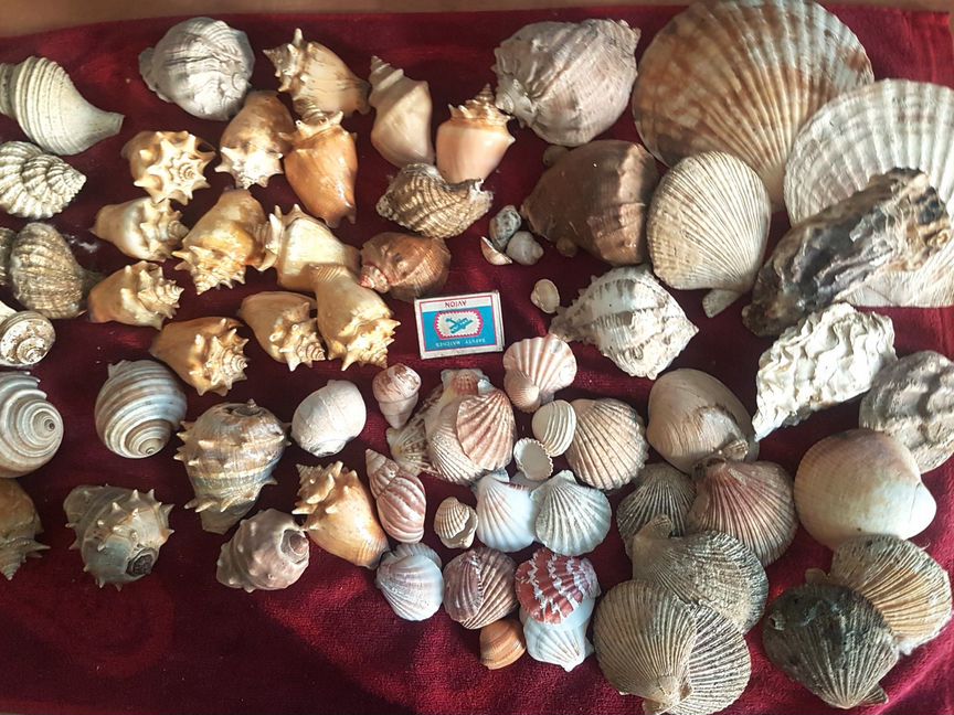 Ракушки для аквариума