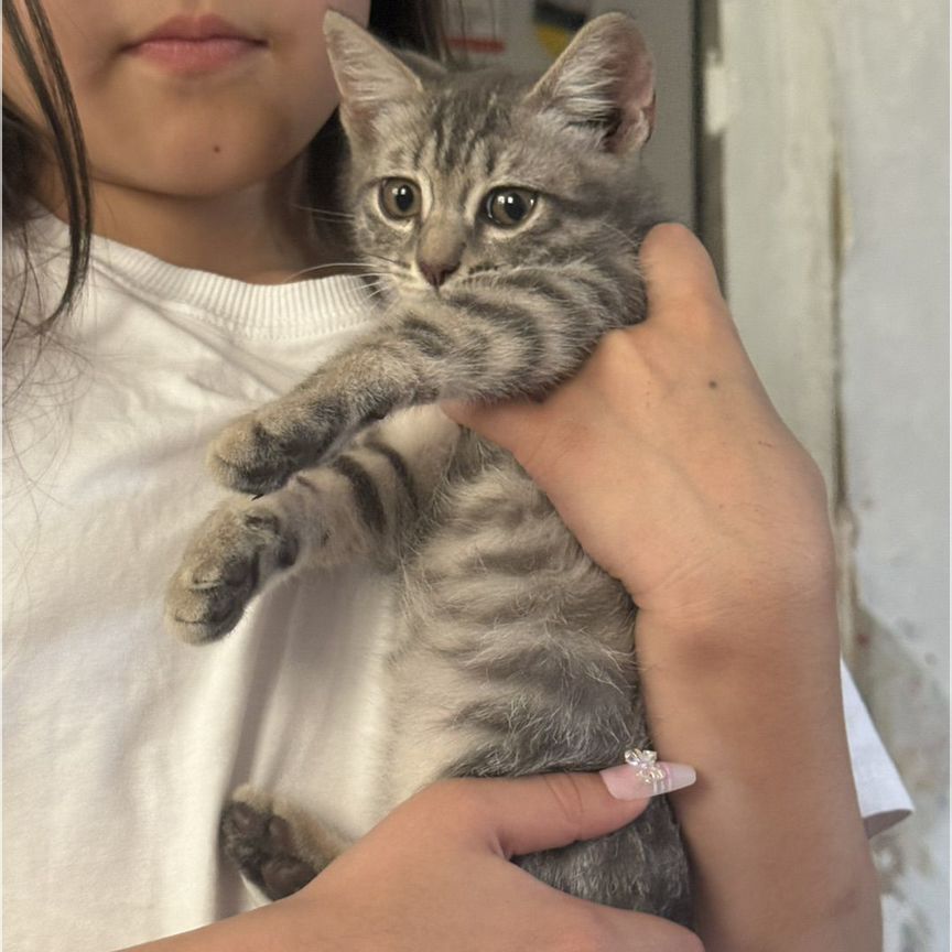 Сибирский котёнок