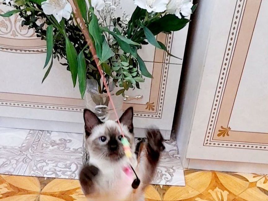 Котята Невские Маскарадные