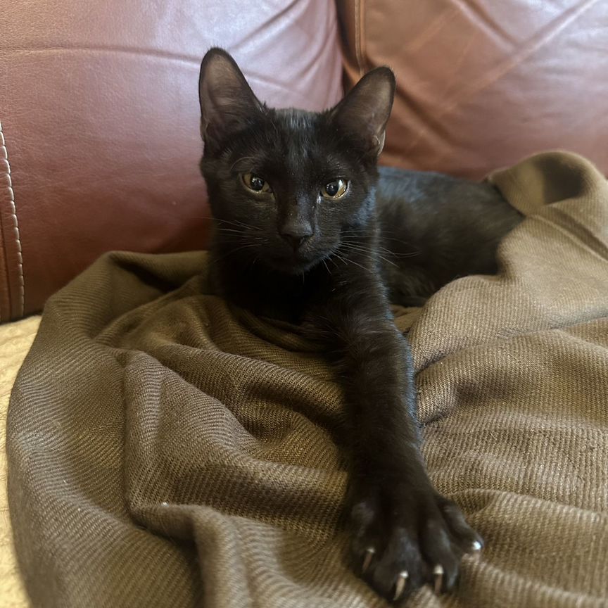 Черный котенок