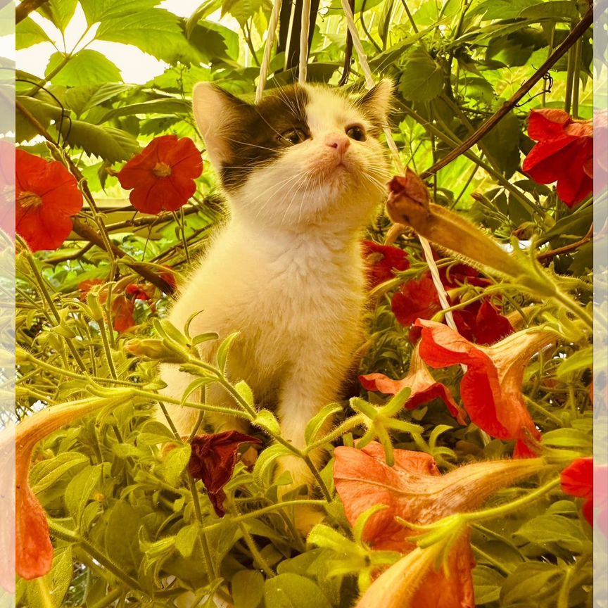 Котёнок в добрые руки