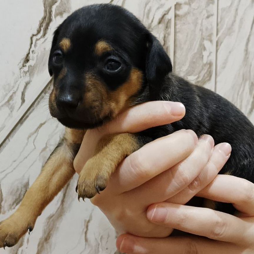 Русский той-терьер, щенок