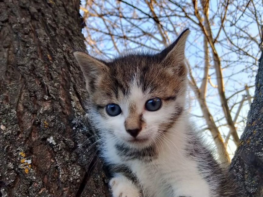 Котёнок семицветка