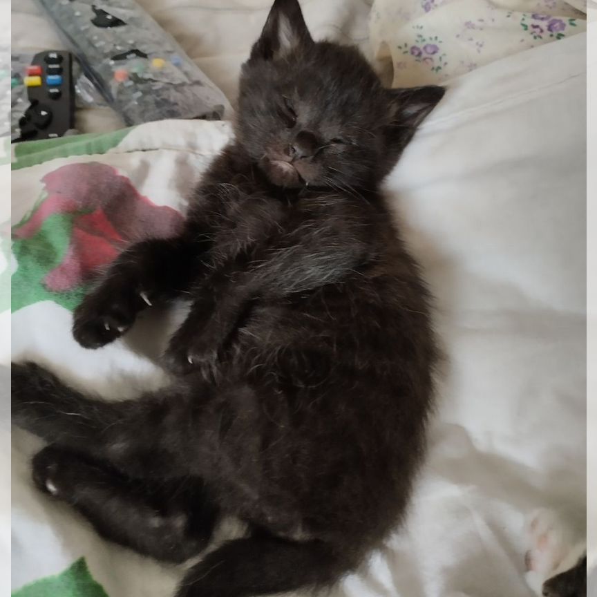 Котёнок в добрые руки