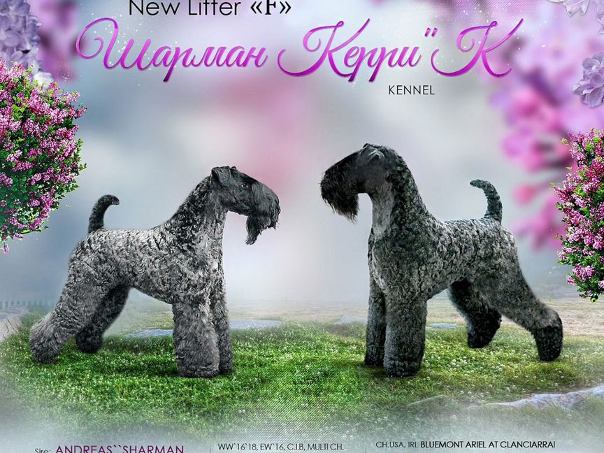 Щенки голубого терьера - керри блю терьера