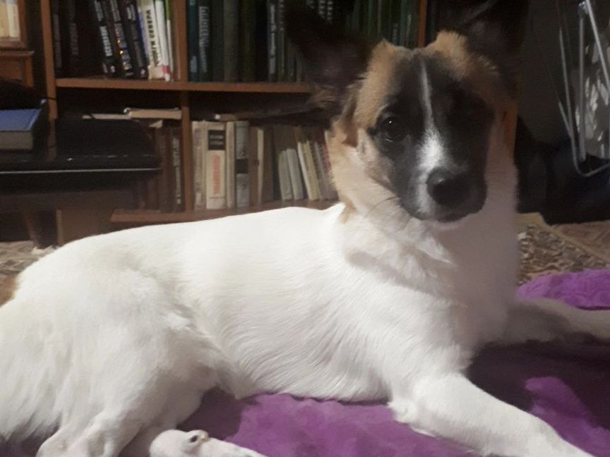 Собака в добрые руки