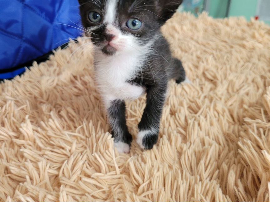 Котенок мальчик 1 месяц Клякс