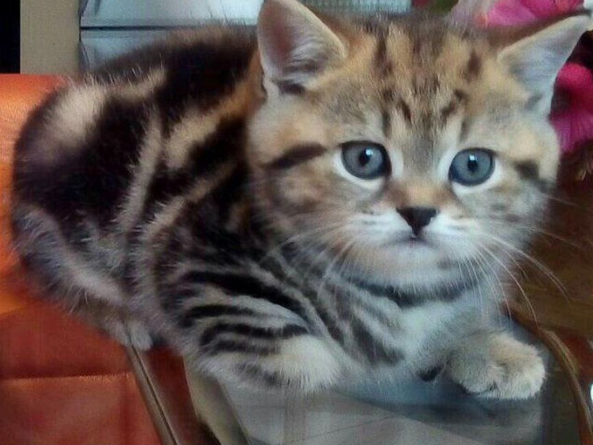 Мраморные котята