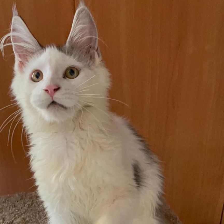 Котик Мейн-кун