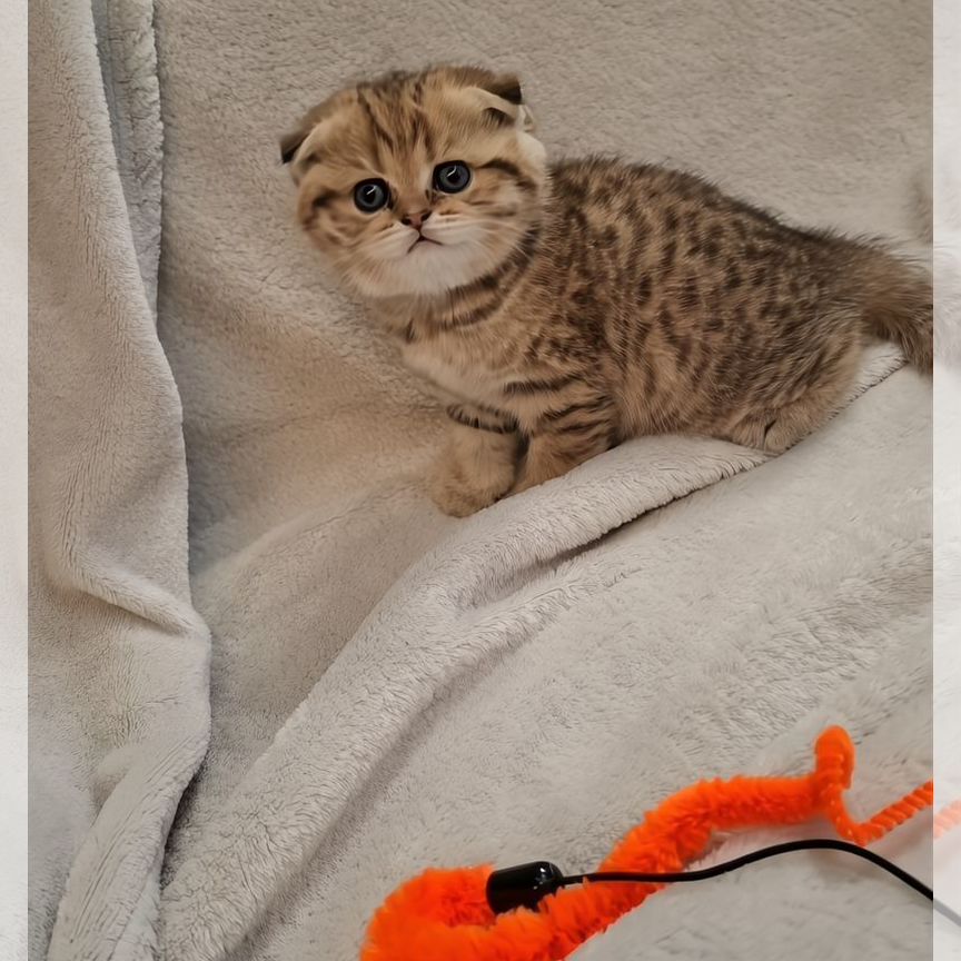 Шотландский вислоухий короткошёрстный котёнок