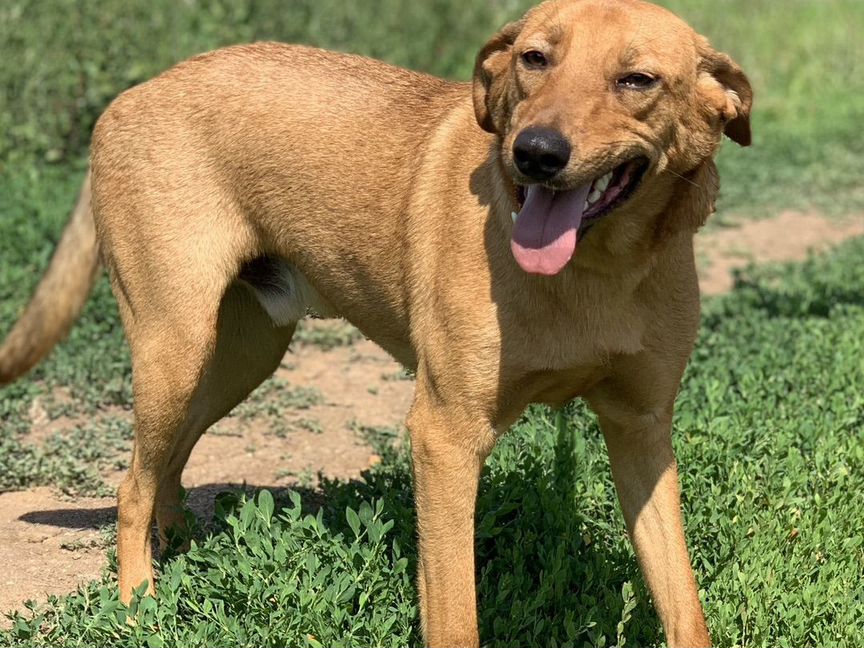 Собаки бесплатно