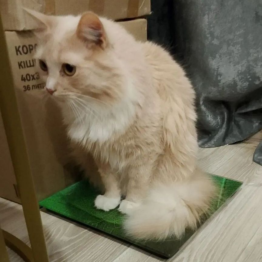 Взрослый кот в добрые руки