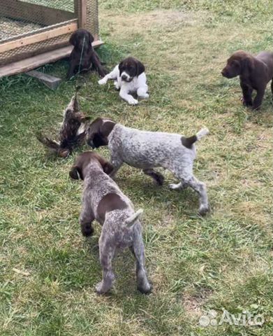 Щенки курцхаара