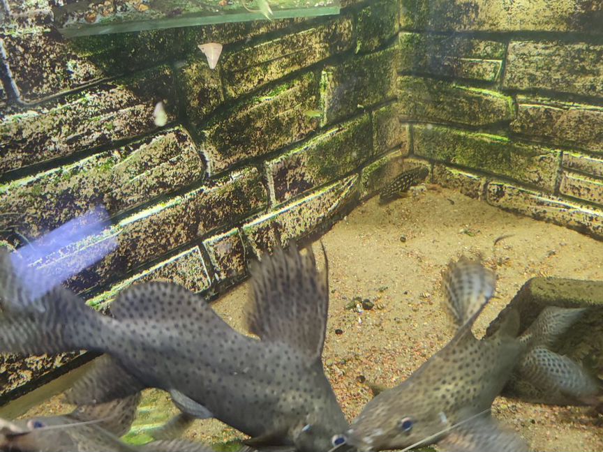 Сом синодонтис