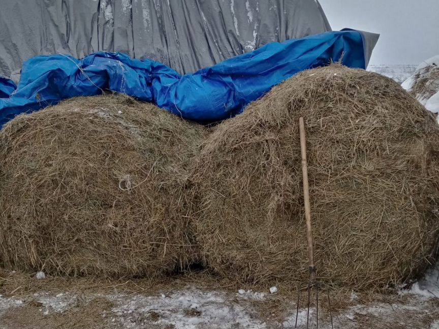 Продам сено в рулонах