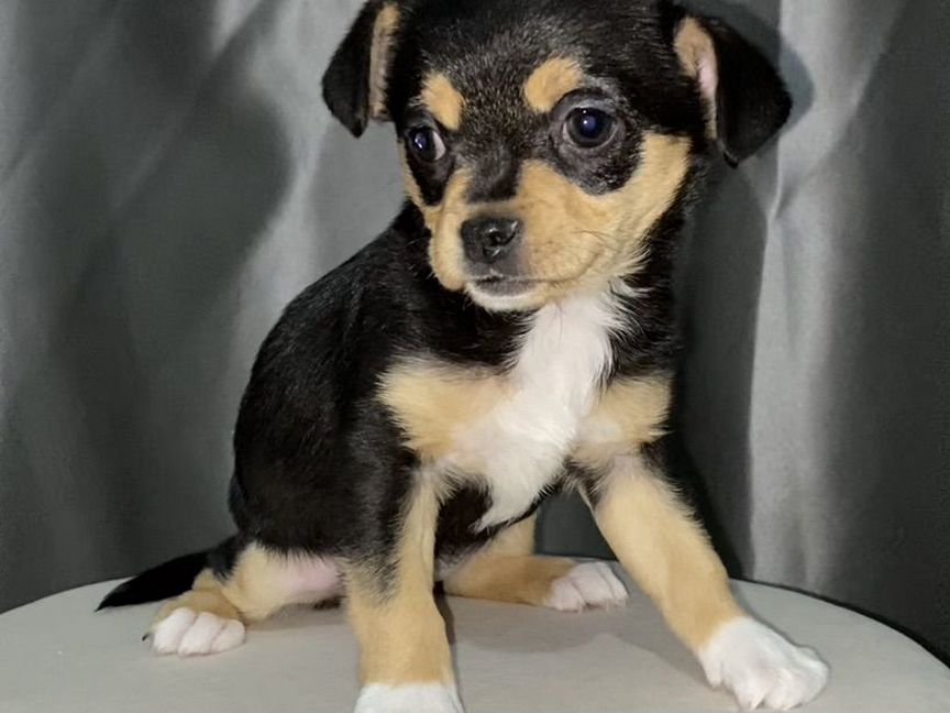 Щенок девочка в добрые руки