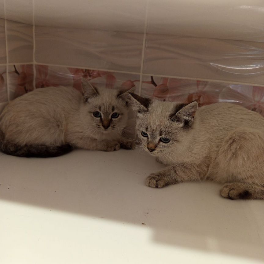 Котята отдам бесплатно