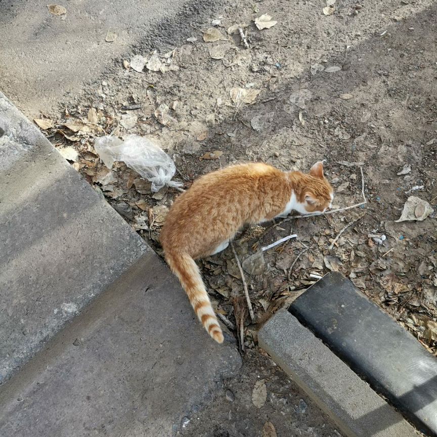 В Добрые руки кошечка