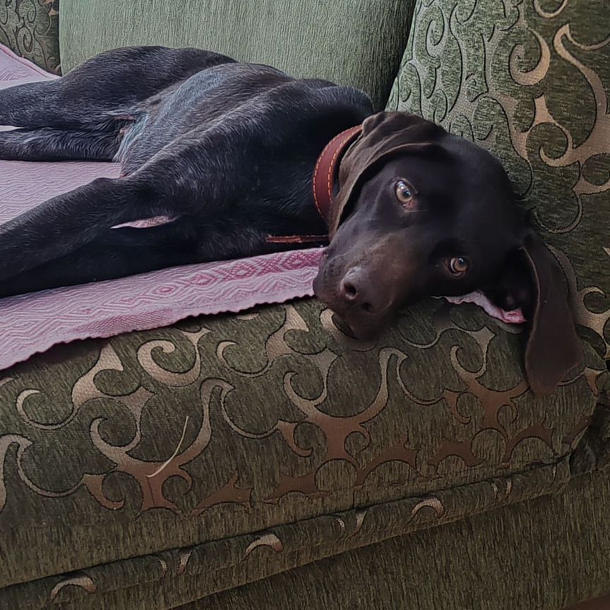 Отдам курцхаар