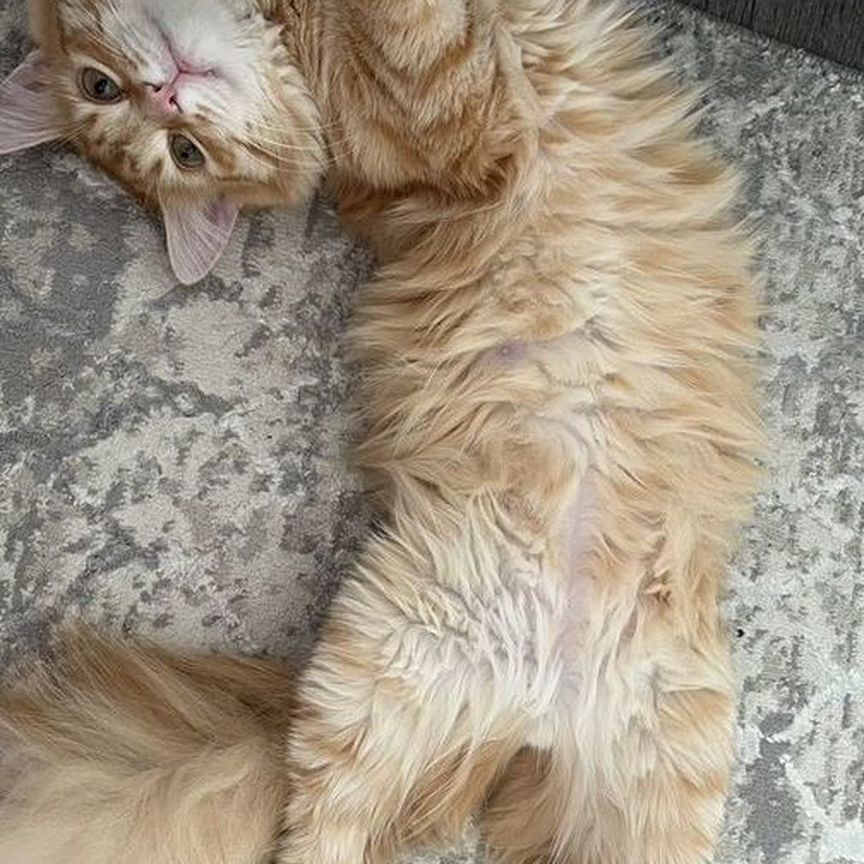 Кот 9 месяцев