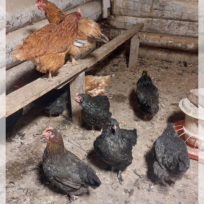 Куры несушки продам