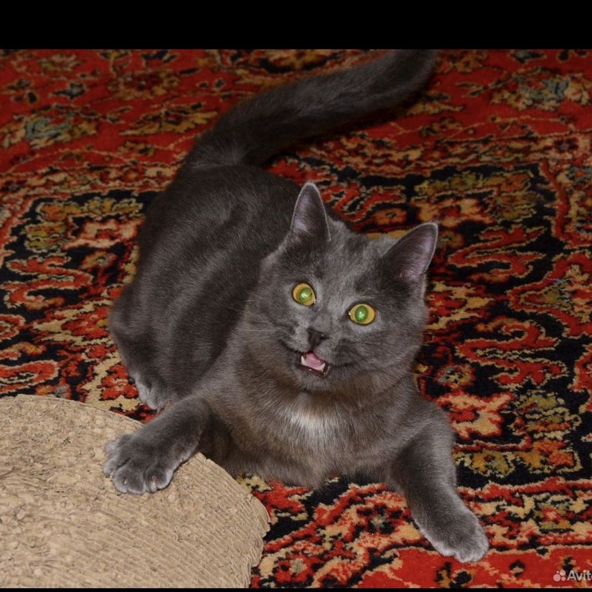 Кошки в добрые руки