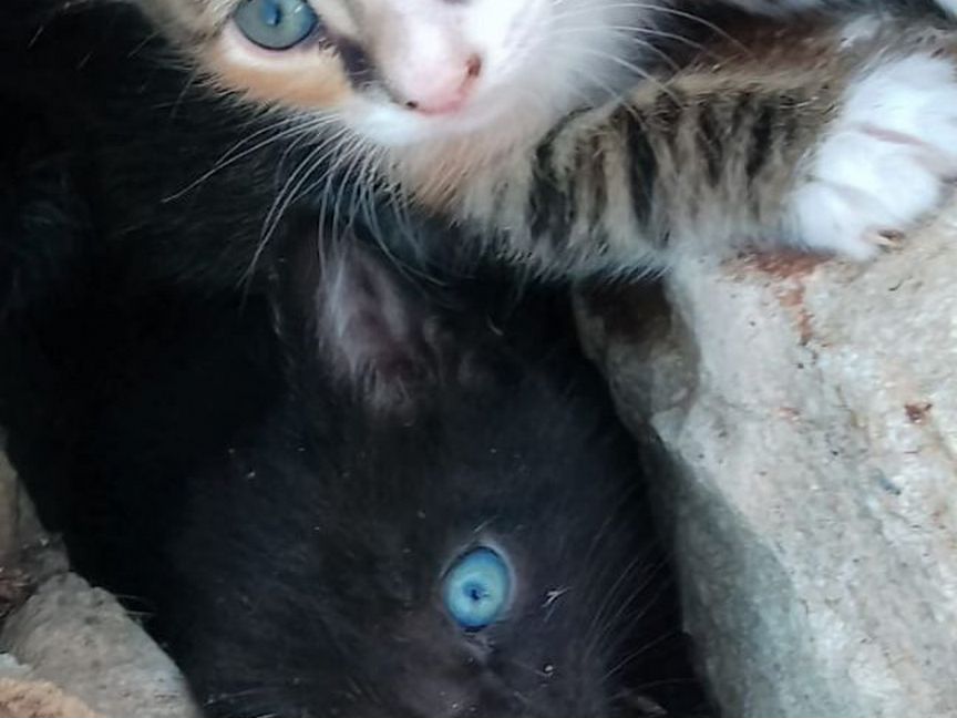 Котята милота