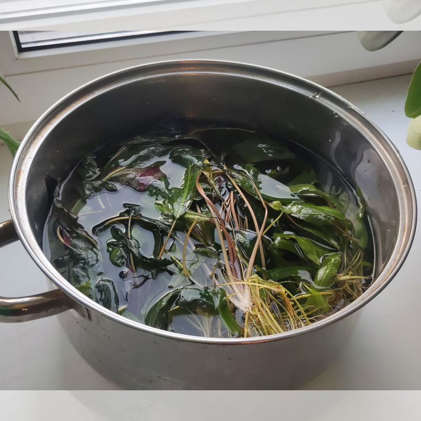 Аквариумное растение криптокарина 30 кустов