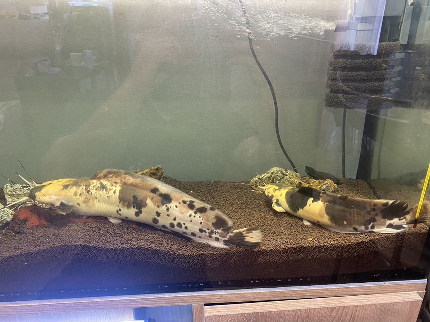 Сомики Клариус