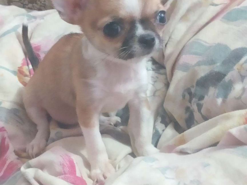 Девочки чихуахуа мини