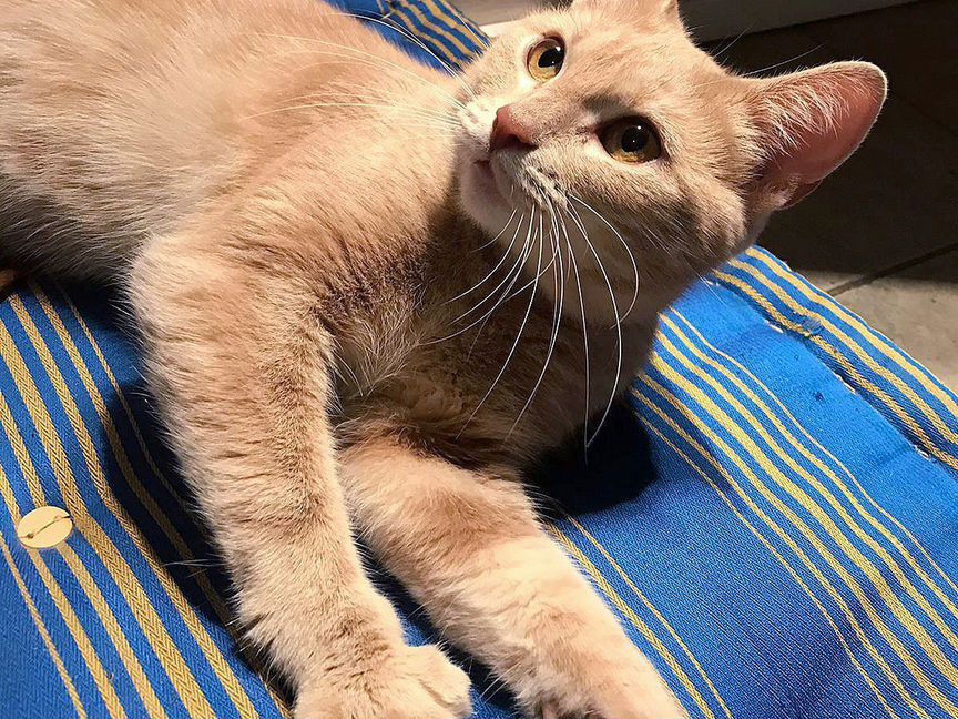 Кошка Лисëна в добрые руки